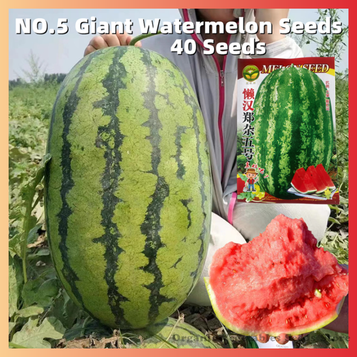 40 Seeds High Yield Super Sweet Juicy Giant Watermelon Seeds Biji Benih ...