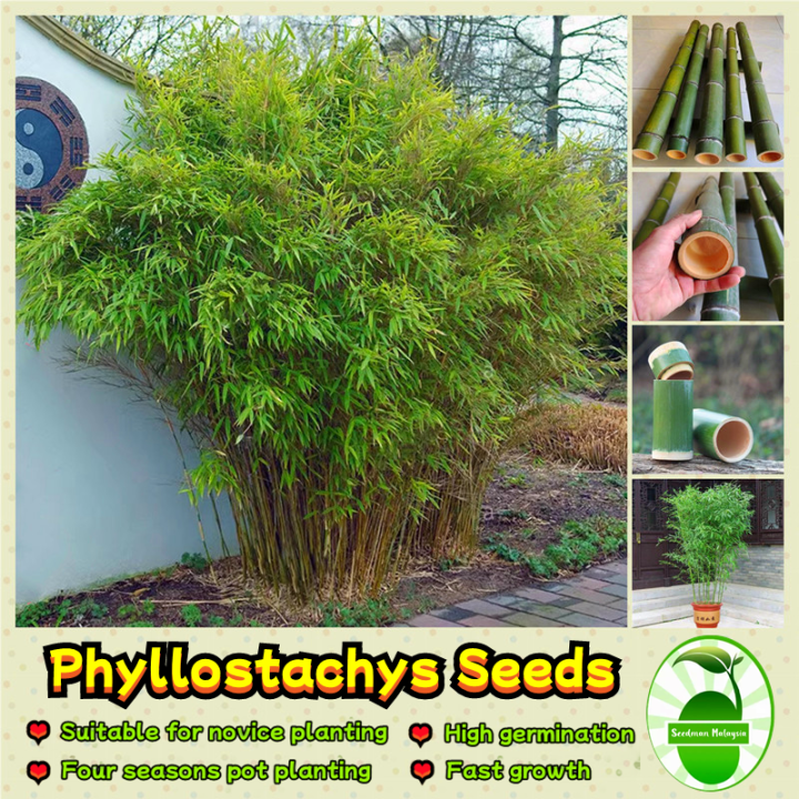 45 Seeds/pack Moso Bamboo Phyllostachys Seeds for Sale 毛竹种子 ...