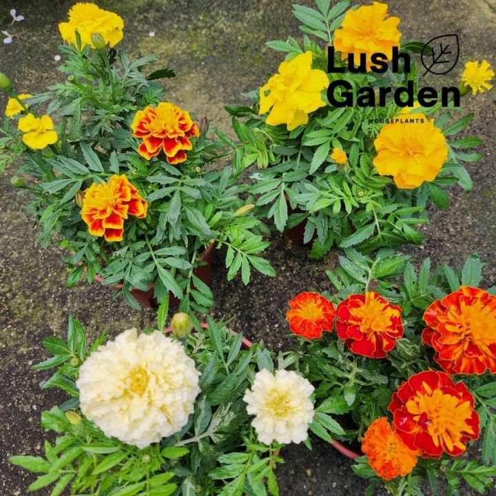French Marigold / Tagetes Erecta / 万寿菊花 / 孔雀草 140mm Pot Pokok Bunga ...