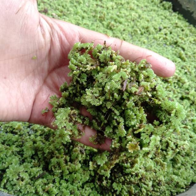 Azolla microphylla / azola / bibit azolla / indukan azola BIBT AZOLA ...