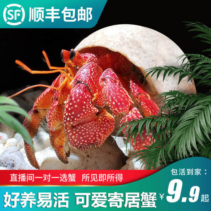 Terrestrial easy-to-raise strawberry gray hermit crab freshwater ...