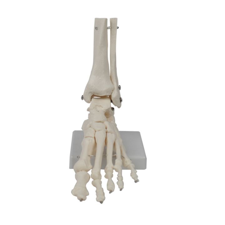 (BAPQ) Foot Joint Model, Human Anatomy Model, Life Size, Foot Anatomy ...