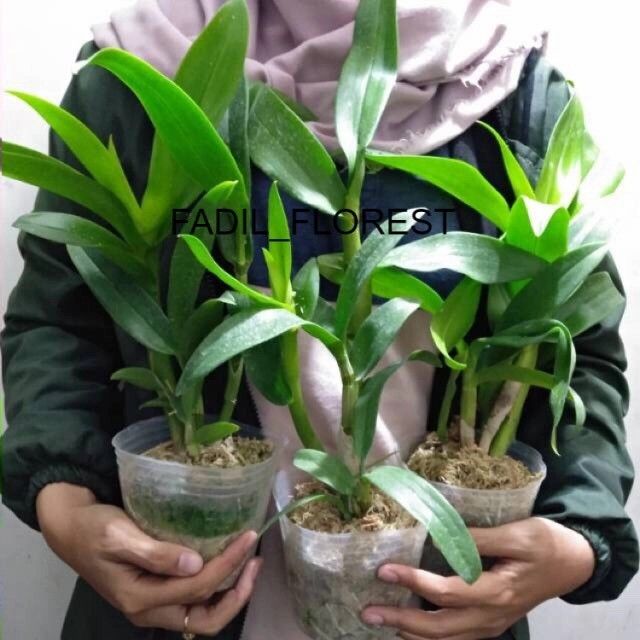 Anggrek dendrobium dewasa siap berbunga random | Lazada Indonesia