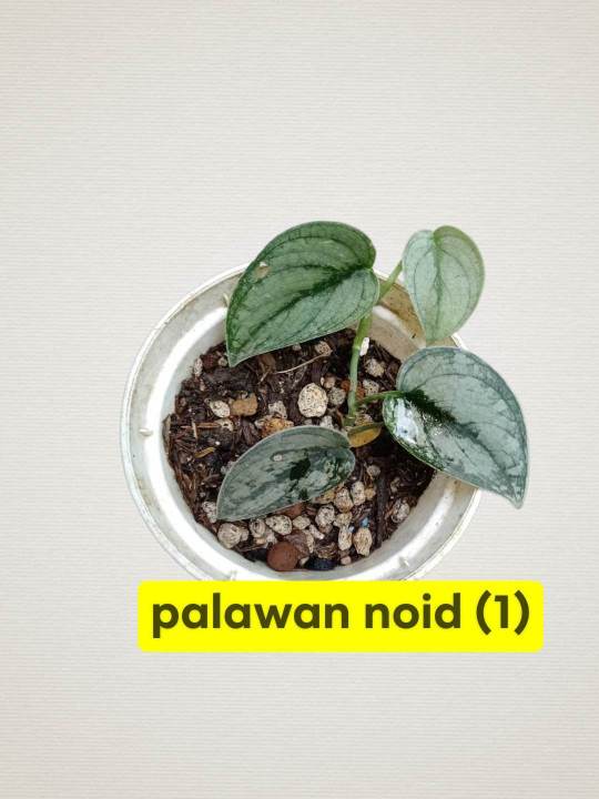 Scindapsus Palawan | Lazada PH