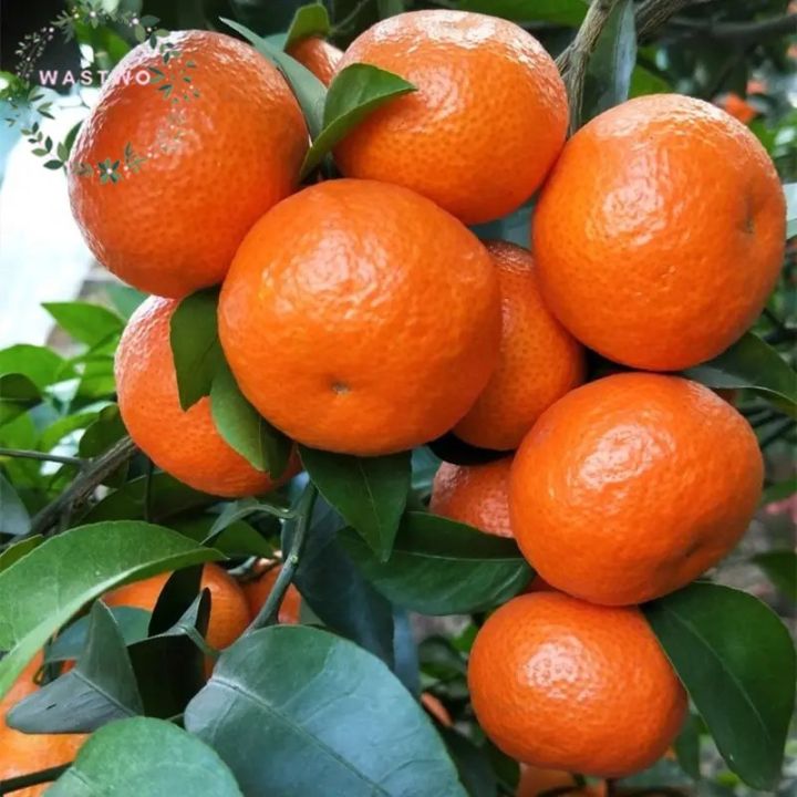 2PACK 50PCS Bonsai Tree Balcony Potted Fruit Trees Lemon Tree Seeds ...