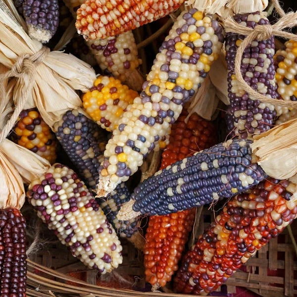 Ornamental Corn Seeds & Edible Colored Corn Seeds | Lazada PH