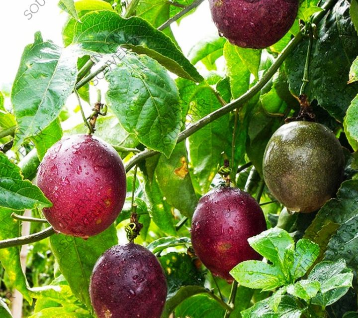 ANAK POKOK MARKISA WARNA UNGGU YG BESAR, WANGI DAN SEDAP / REAL LIVE ...
