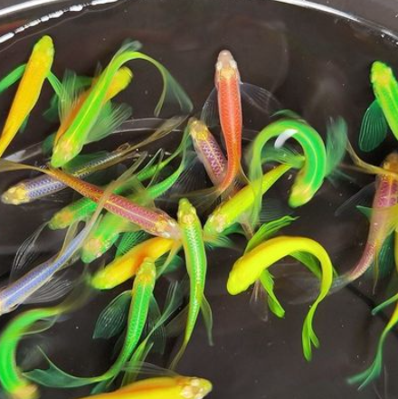 Dumbo Zebra Long Fin Random for aquascape蝶翼斑马鱼 | Lazada