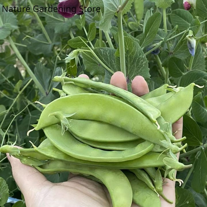 Fresh Organic Snow Peas Seeds for Planting (40 Seeds) High Yield Snow ...