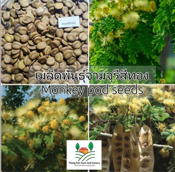 จามจุรีสีทอง ก้ามปู พฤกษ์ Monkey pod seeds เมล็ดพันธุ์จามจุรีสีทอง ...