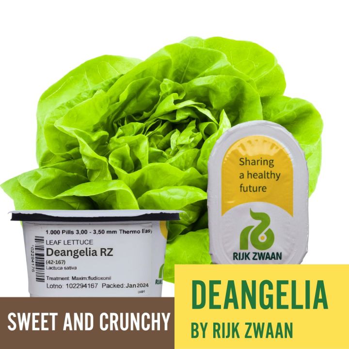 Deangelia by Rijk Zwaan | Lazada PH