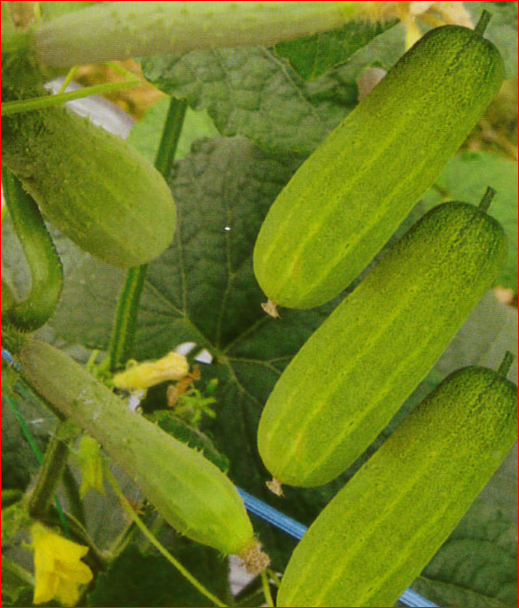 Benih Timun Mini King / Mini King Cucumber Seeds (It's a seed, not a ...