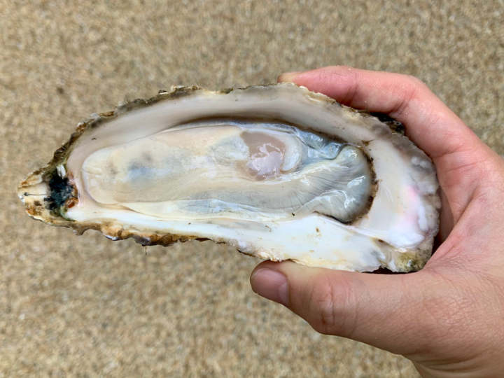 Extra Large Hyogo Sashimi-Grade Oysters (10-12 pieces/ bag) | Lazada ...