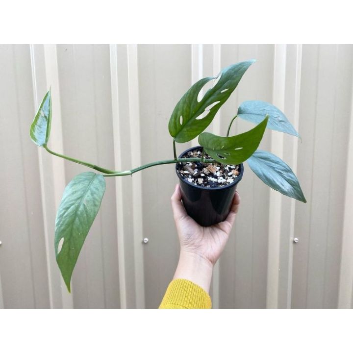 Tanaman hias philodendron cebu blue / epipremnum pinatum cebu blue ...
