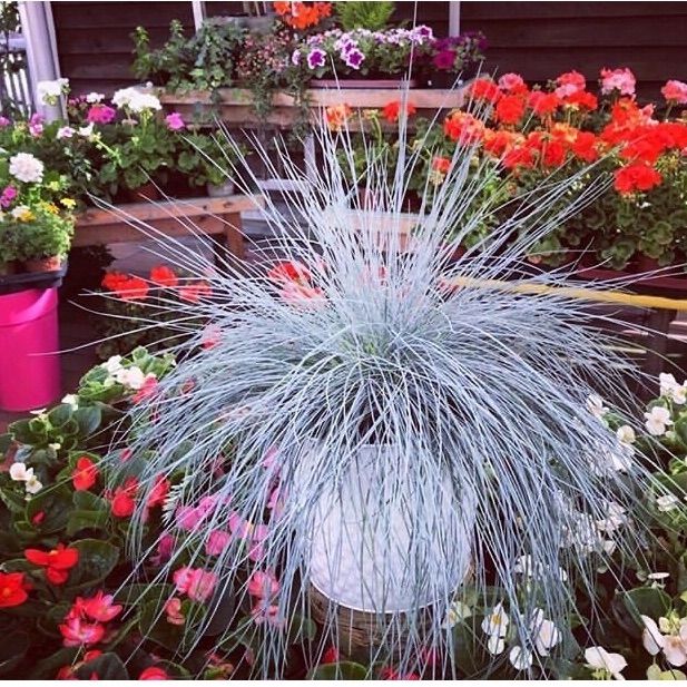 Tanaman rumput biru | Lazada Indonesia