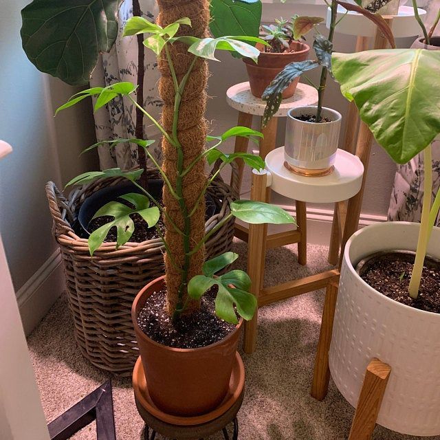 PVC COCO POLE SUPPORT FOR YOUR PLANTS Vines / Creeping For your lovely ...