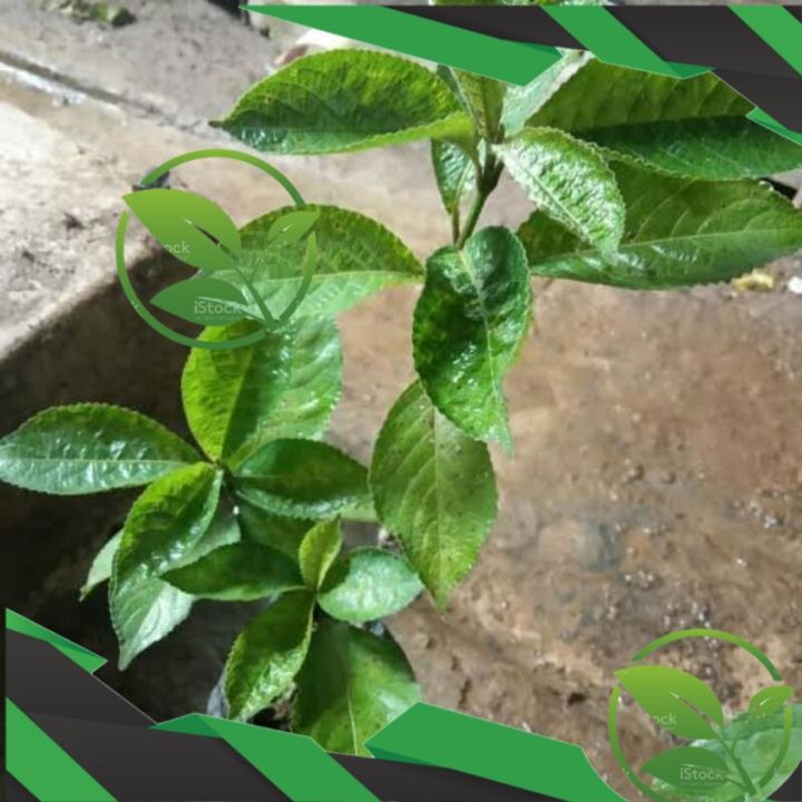 Keji Beling Tanaman, Bibit Keji Beling | Lazada Indonesia