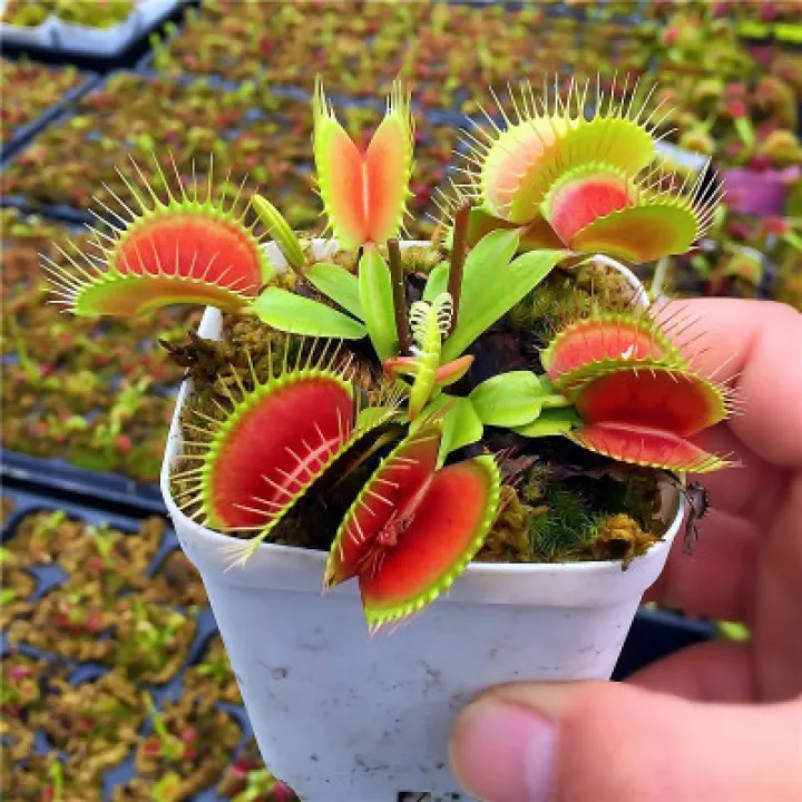Malaysia Ready Stock Venus Flytrap Seeds Carnivorous Plant Nepenthes ...