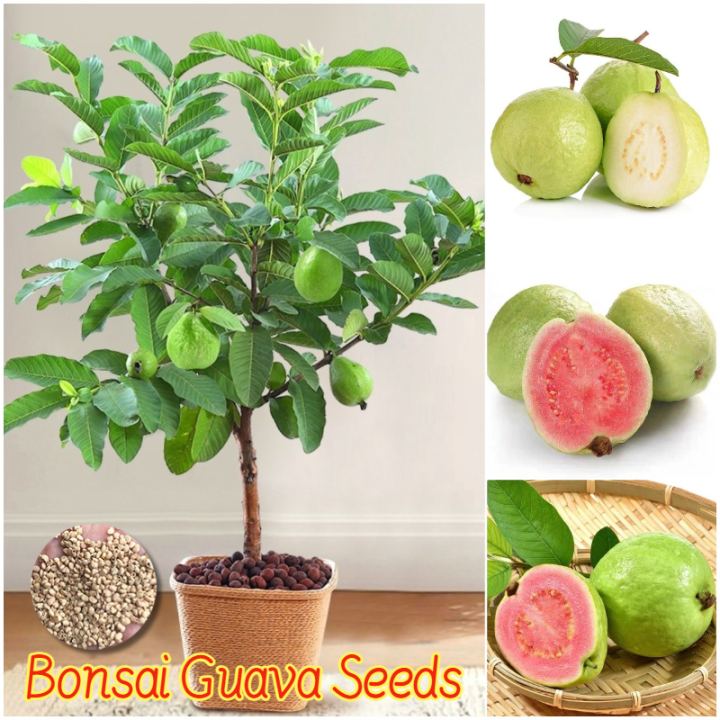 [Easy to grow in the Philippines] 70pcs Bonsai Guava Seeds for Planting ...