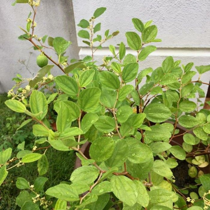 Bibit buah bidara laut | Lazada Indonesia