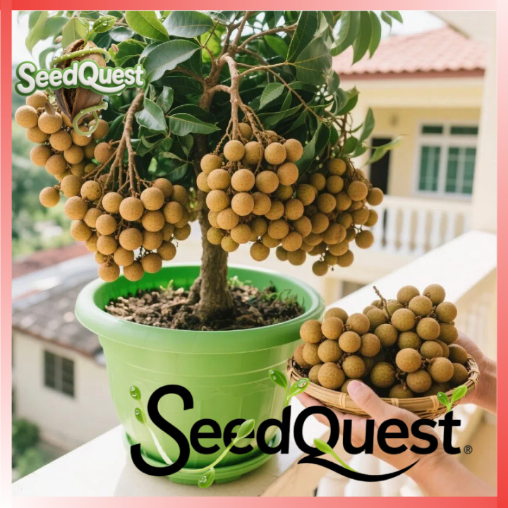 เมล็ดพันธุ์ ลองกอง เมล็ดพันธุ์ลำไย 6เมล็ด/แพ็ค Potted Longan Tree Seeds ...