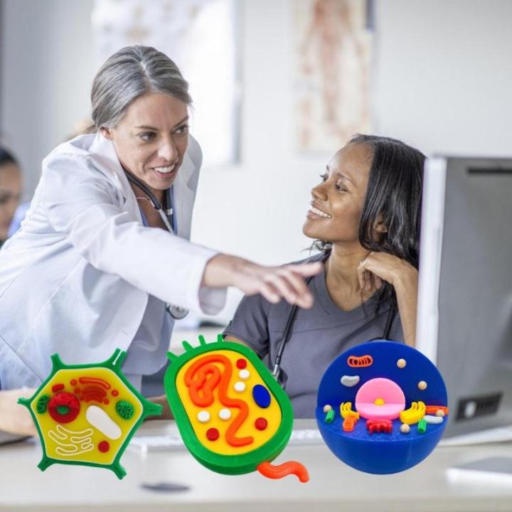 Professional Animal Cell Anatomy Model For Classroom Learning And ...