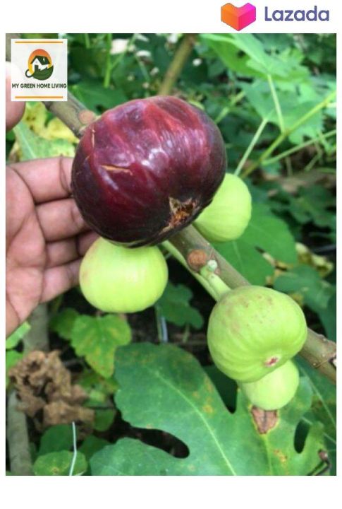 Pokok Tin Super Jumbo / Fig Tree - Super Jumbo Fig Tree (Pokok Tin ...