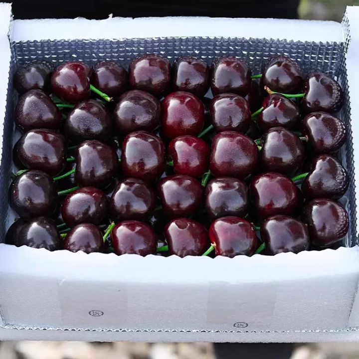 Now, 5 kg of fresh cherry fruit is picked, and the whole box of Dalian ...