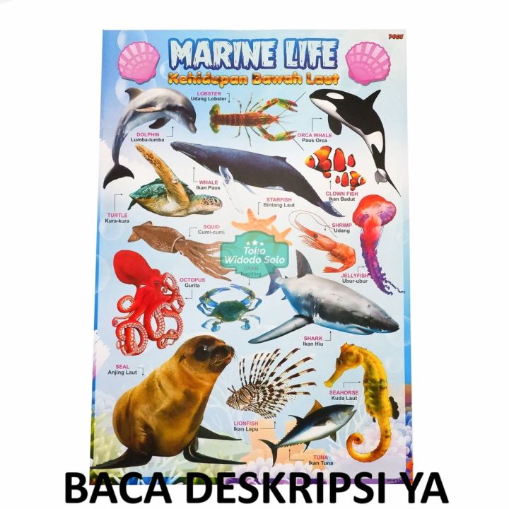 Poster Edukasi Kehidupan Bawah Laut 35x50cm - 1 Lembar | Lazada Indonesia