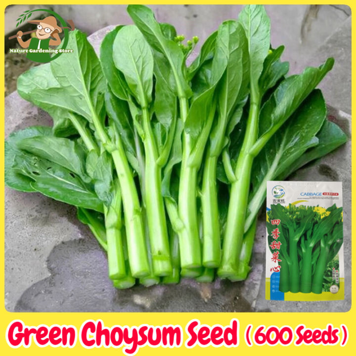 Fresh Organic Green Choy Sum Seeds for Planting (600 Seed) Biji Benih ...