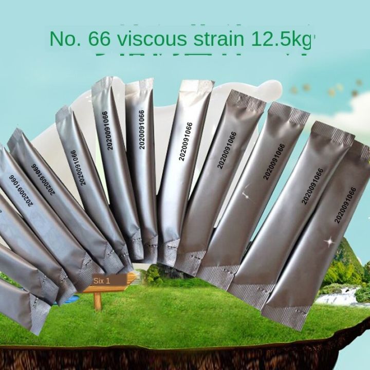 Solid old yogurt bacteria coagulation type fermented solid bacteria ...