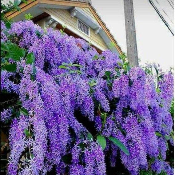 ANAK POKOK BUNGA SANDPAPER VINE PURPLE. BUNGA SANDPAPER UNGU. READY ...