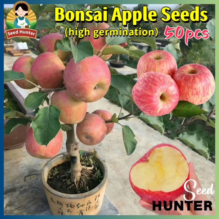 Fresh Dwarf Bonsai Apple Seeds for Planting Fruit Trees (Fast Growing 50 Seed) Potted Apple Tree ...
