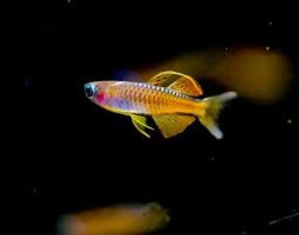【Su's Aquatic】RED NEON BLUE EYE RAINBOW【PSEUDOMUGIL LUMINATUS ...