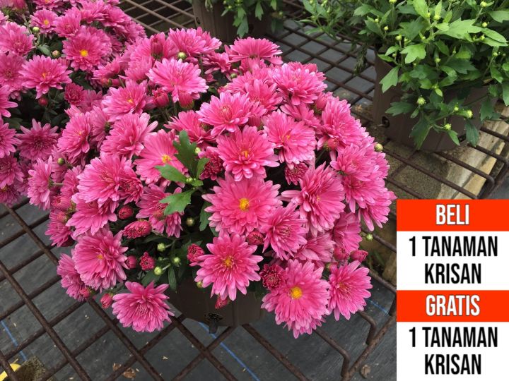 BUNGA TANAMAN HIDUP ASLI KRISAN ASTER SUDAH BERBUNGA BANYAK VARIAN WARNA | Lazada Indonesia