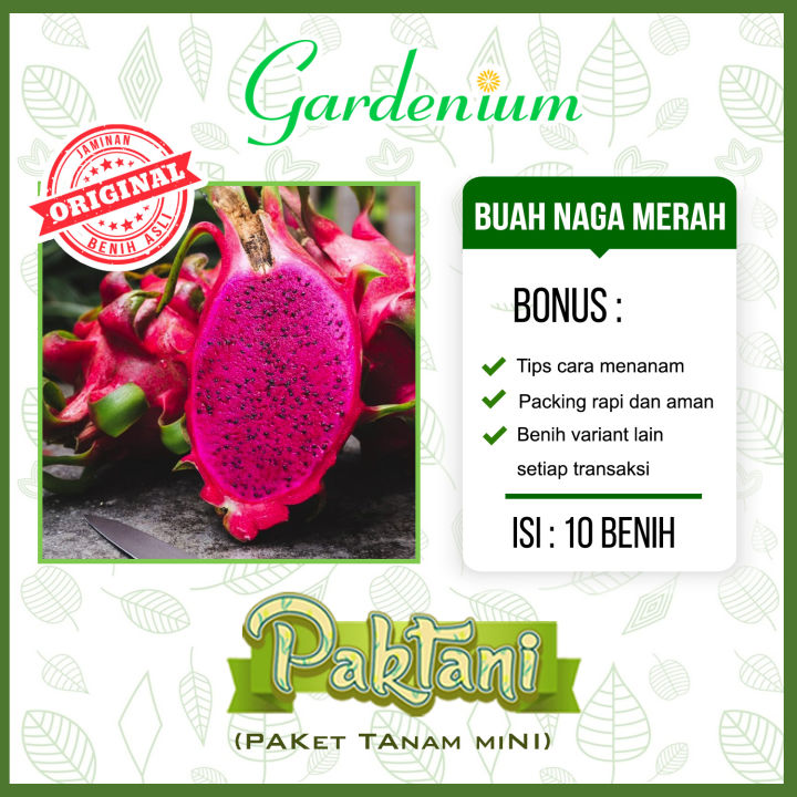10 Benih Buah Naga Merah Dragon Fruit Unggul Paktani | Lazada Indonesia