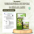 Obat Untuk limpa Membesar, Perut Sakit, Perut Bengkak, Sakit Perut Kiri ...