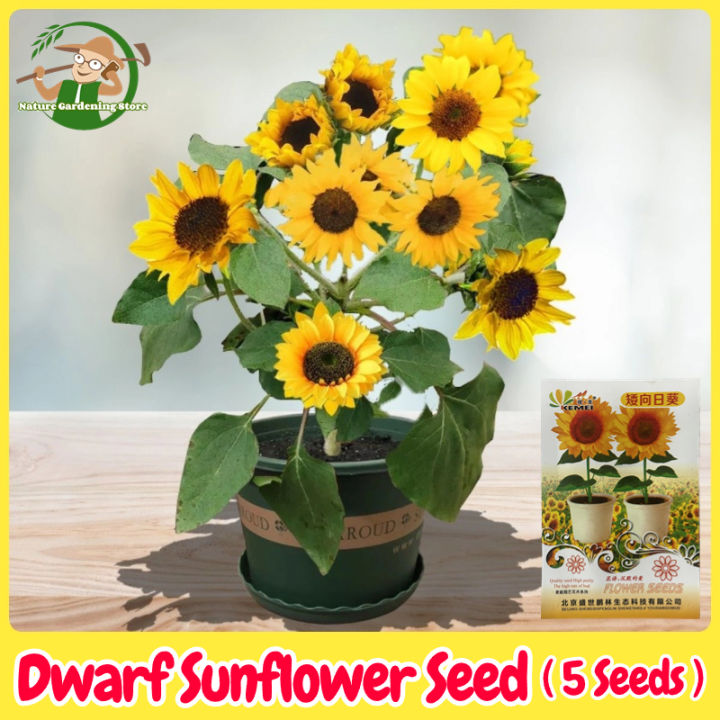 100% Legit Dwarf Sunflower Seeds for Planting & Gardening (5 Seeds ...