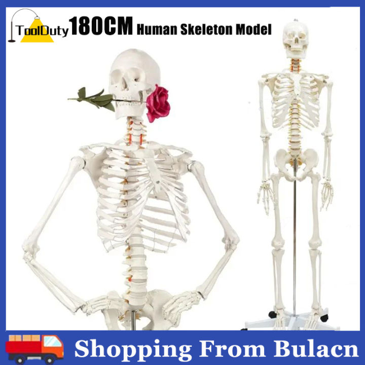 Human Skeleton with 180Cm Life Size White Bone Life Size Plastic ...
