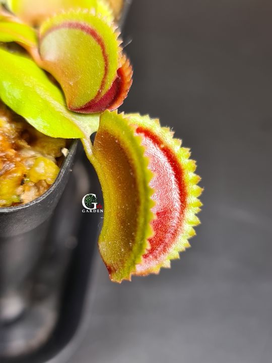 Venus Flytrap Roaring Flame [Dionaea Muscipula, Venus Flytrap ...