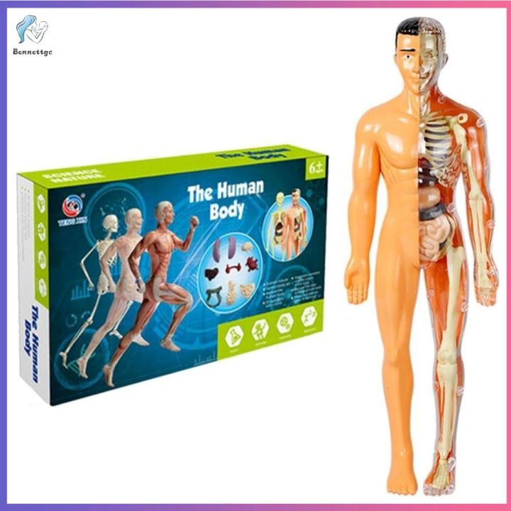 BENNETTGC 3D Human Body Torso Model Skeleton Assembled Anatomy Model ...