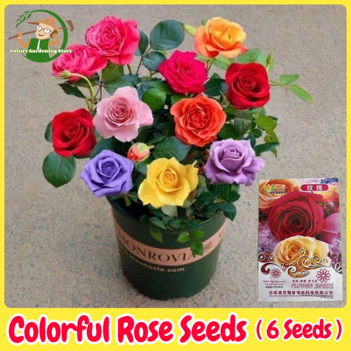 100% Original Colorful Rose Seeds Flower Seeds for Planting & Gardening ...