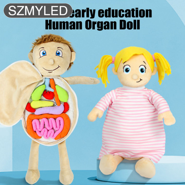 Human Body Model Organ Anatomy Plush Toy Learning Organ Teaching Tool ...