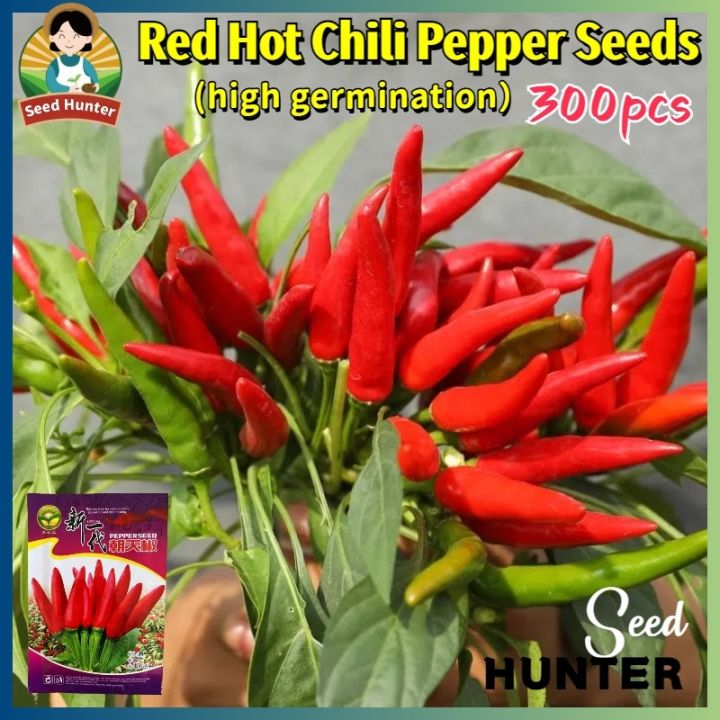 High Yield Super Spicy Siling Labuyo Seeds Red Hot Chili Pepper Seeds ...