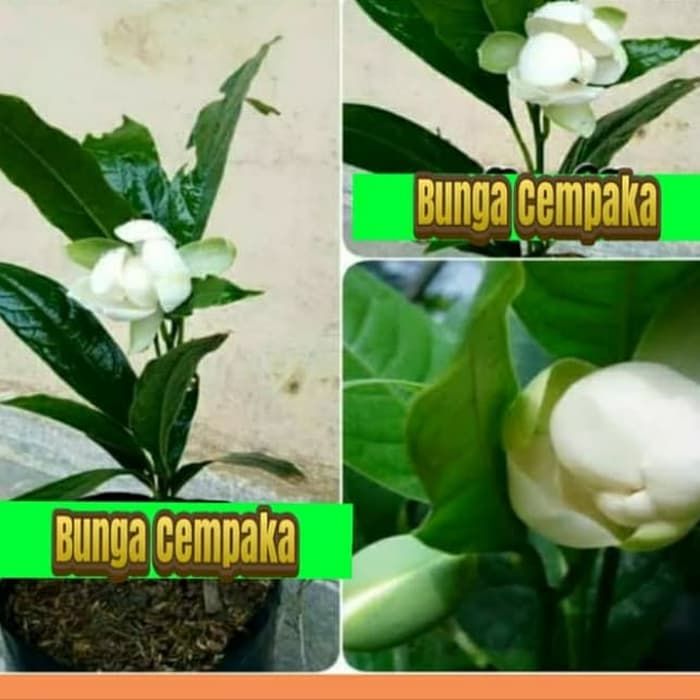 Tanaman hias cempaka telur putih/cempaka gondok putih | Lazada Indonesia