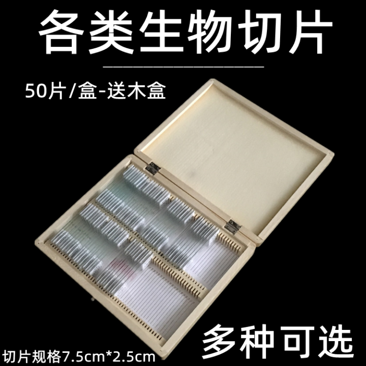 Biological Slice Mounting Plant Root Tip Longitudinal Slicing Onion ...