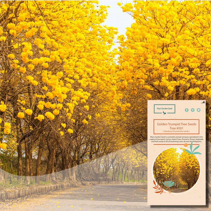 Golden Trumpet Tree Seeds, Tabebuia Chrysotricha Seeds, Tree Seeds#001 ...