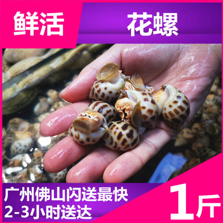 Fresh conch seafood seafood Hainan snail about 500g seafood Babylonia ...