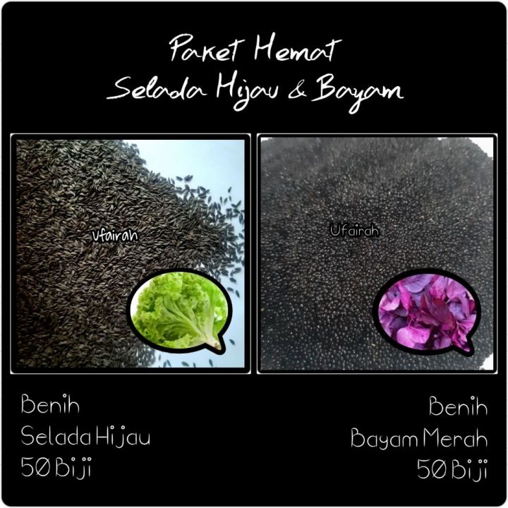 [Ufairah] Paket Hemat B10 - Isi 2 Jenis Benih, Selada Hijau dan Bayam ...