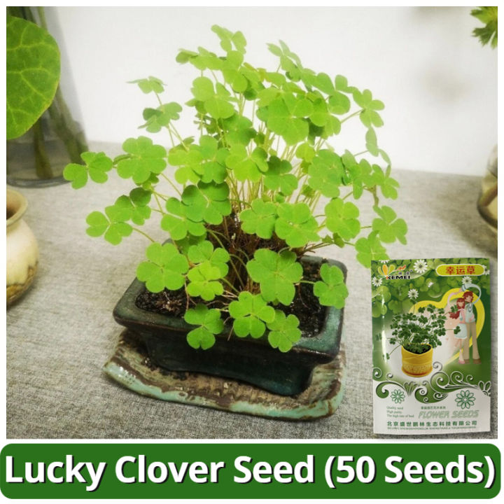 High Quality Lucky Clover Seed (50 Seeds) Rare Four Leaf Clover Grass ...